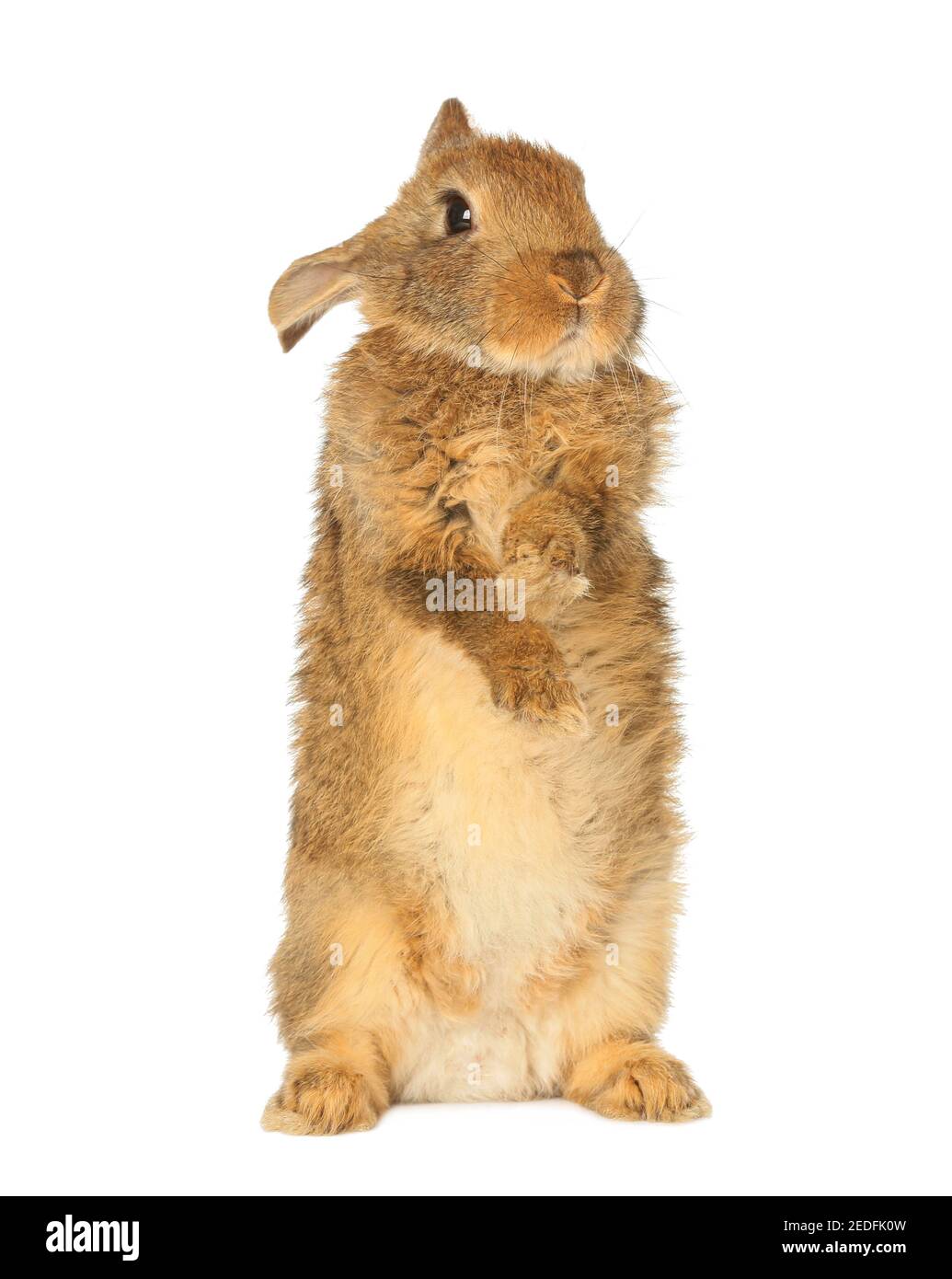 Cute fluffy rabbit on white background Stock Photo - Alamy