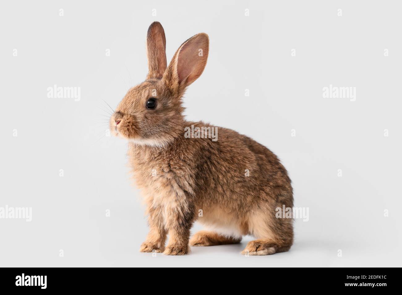 Cute fluffy rabbit on light background Stock Photo - Alamy