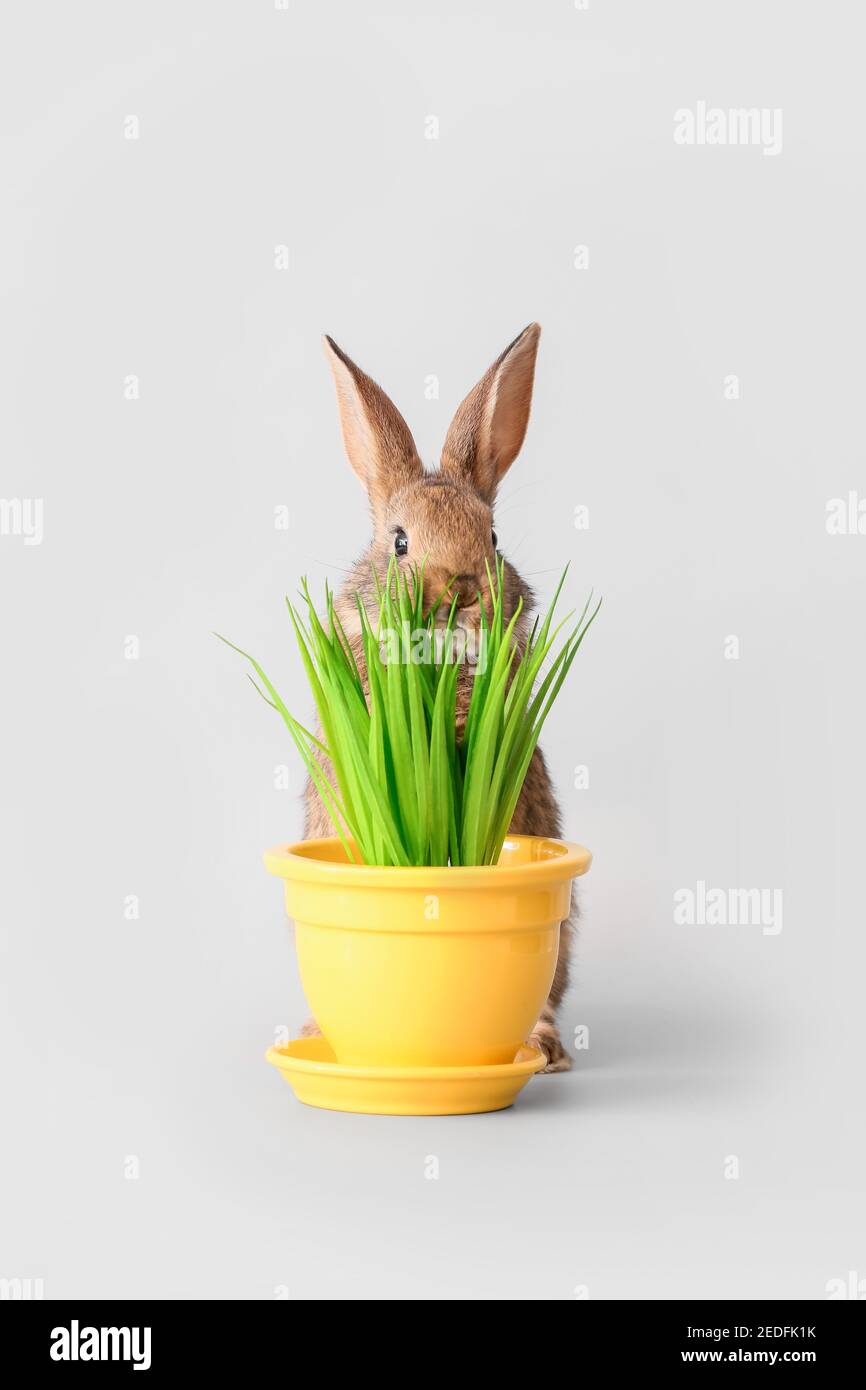Rabbit on plant pot hi-res stock photography and images - Alamy
