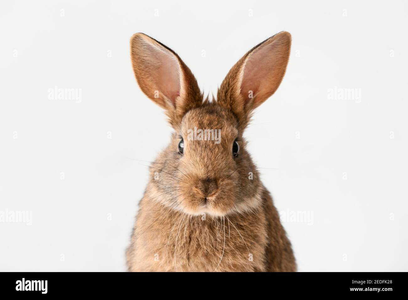 Cute fluffy rabbit on light background Stock Photo - Alamy