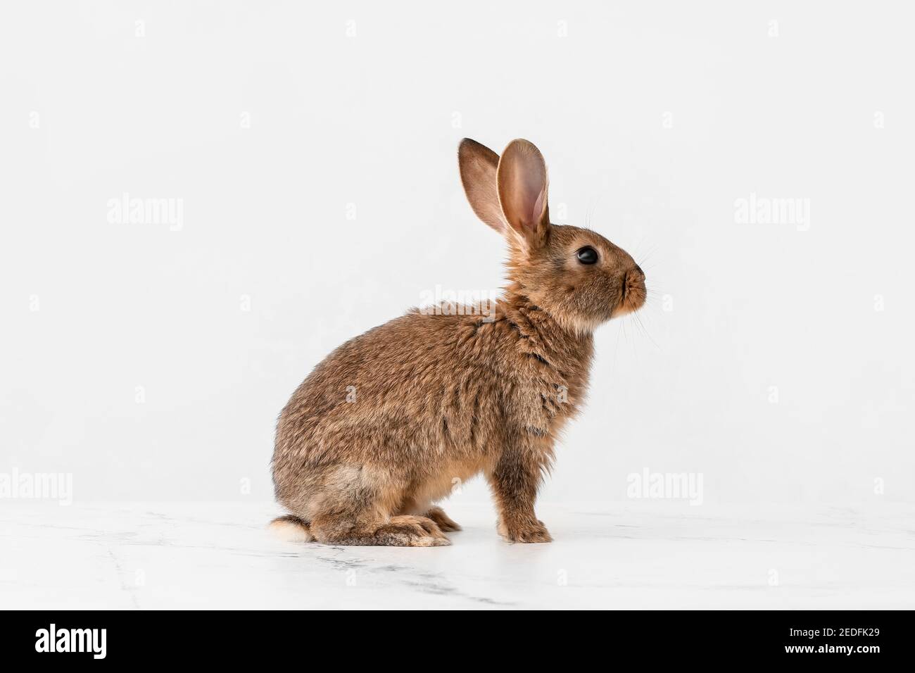 Cute fluffy rabbit on light background Stock Photo - Alamy