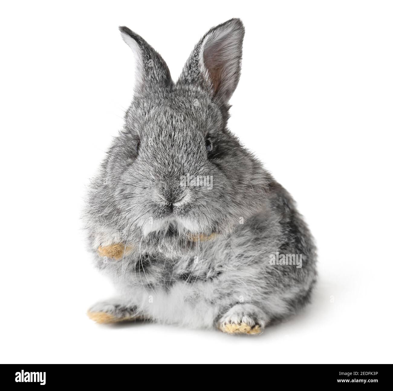 Cute fluffy rabbit on white background Stock Photo - Alamy