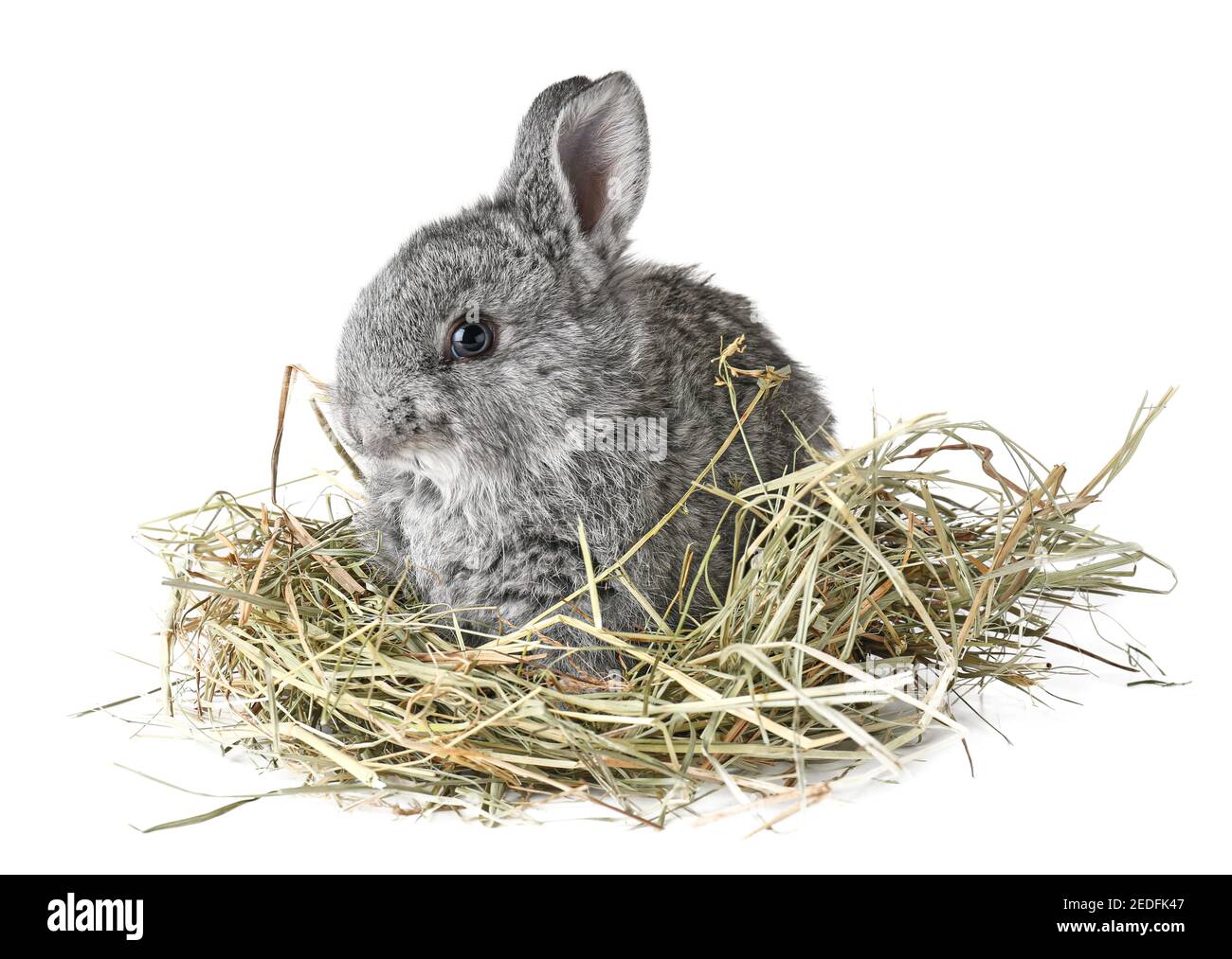 Cute fluffy rabbit with hay on white background Stock Photo - Alamy