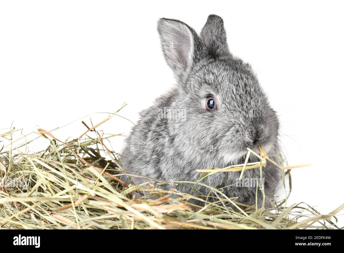 Cute fluffy rabbit with hay on white background Stock Photo - Alamy