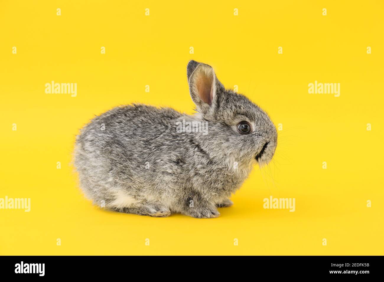 Cute fluffy rabbit on color background Stock Photo - Alamy