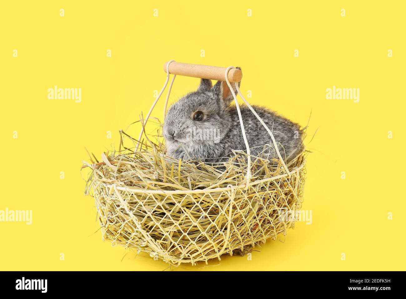 Cute fluffy rabbit in basket on color background Stock Photo - Alamy