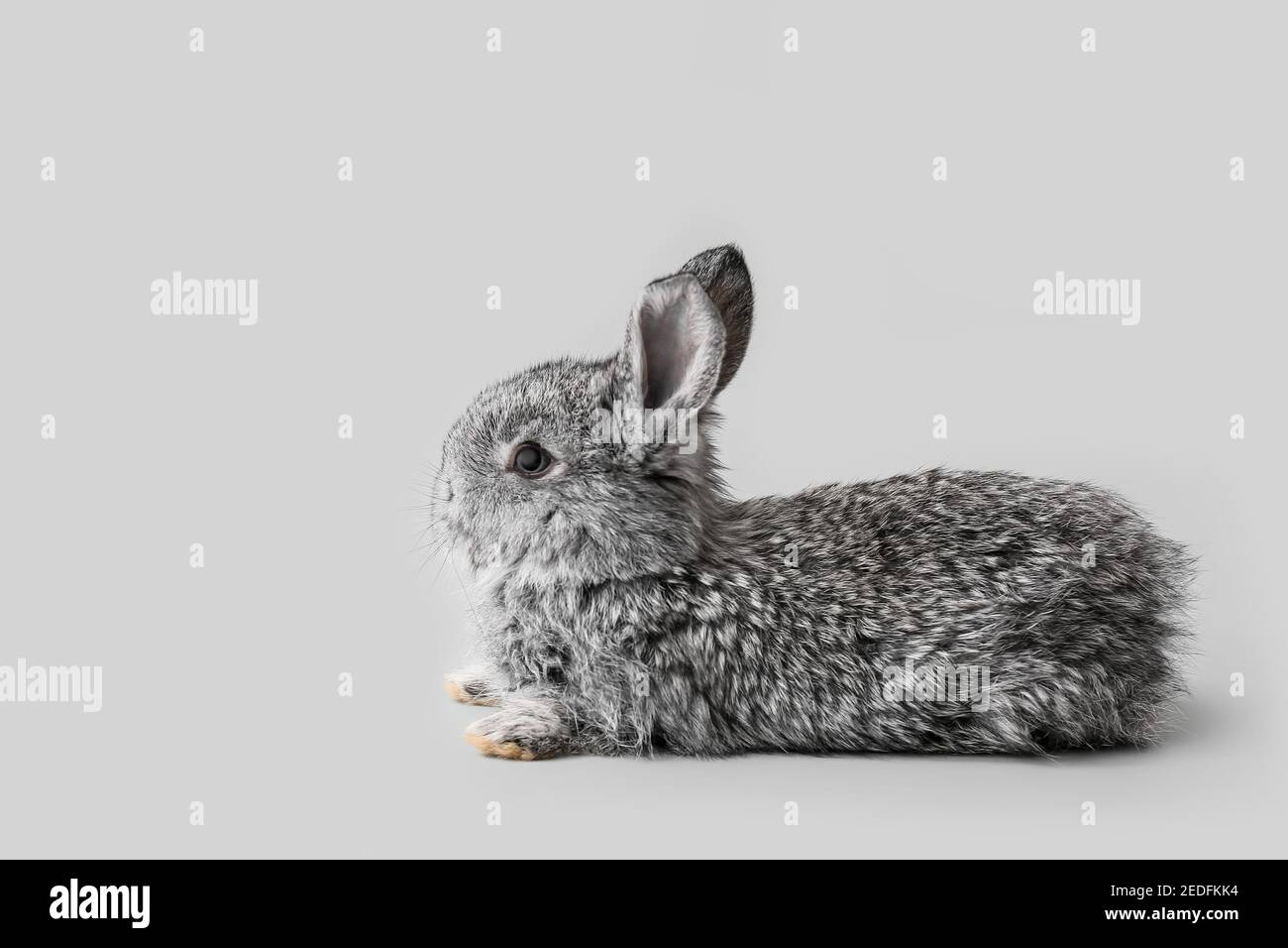 Cute fluffy rabbit on grey background Stock Photo - Alamy