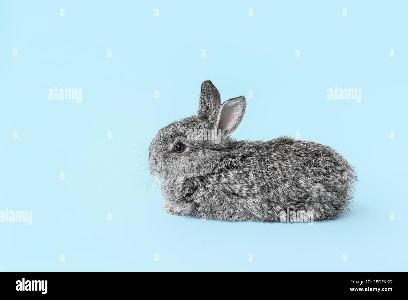 Cute fluffy rabbit on color background Stock Photo - Alamy