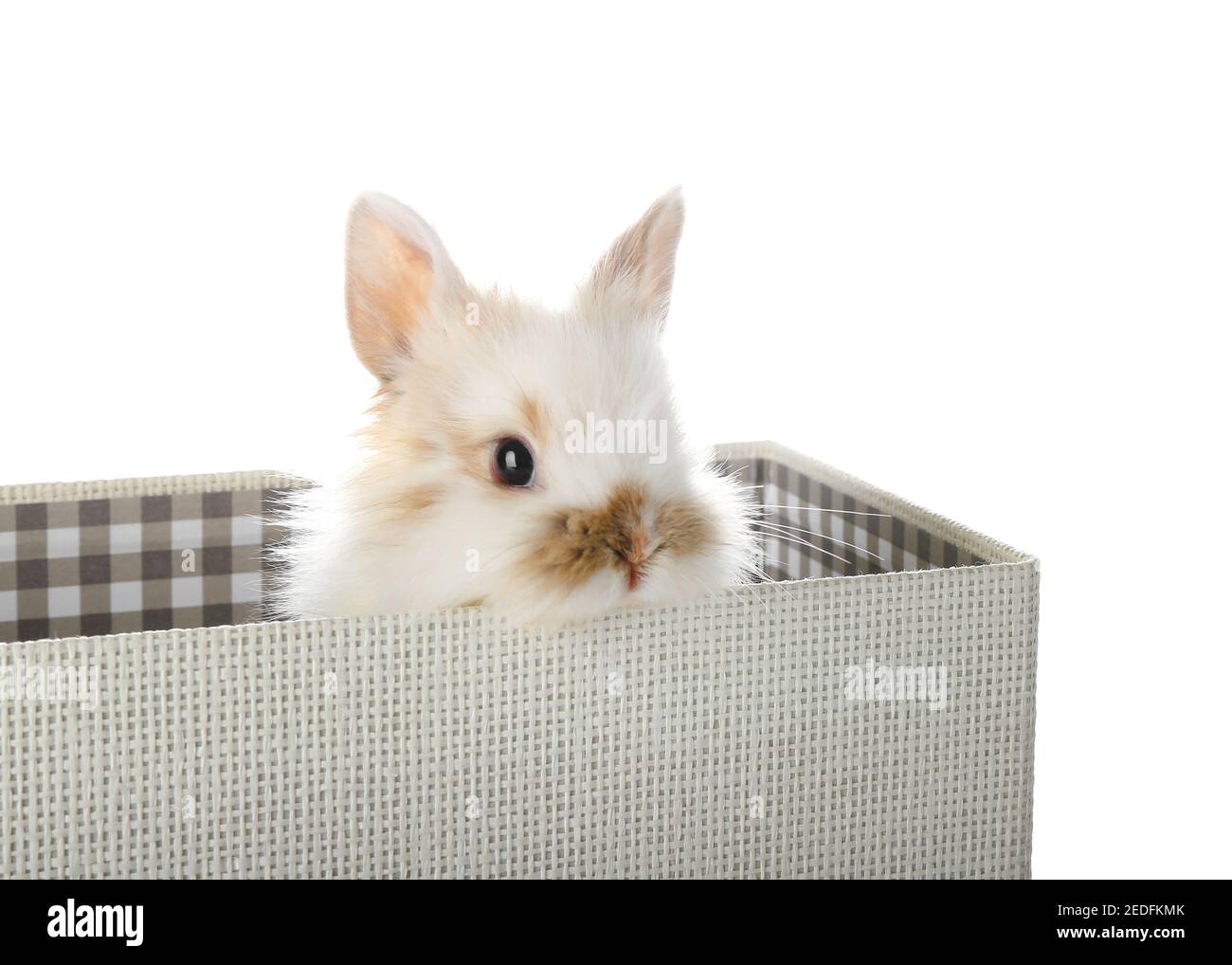 Cute fluffy rabbit in box on white background Stock Photo - Alamy