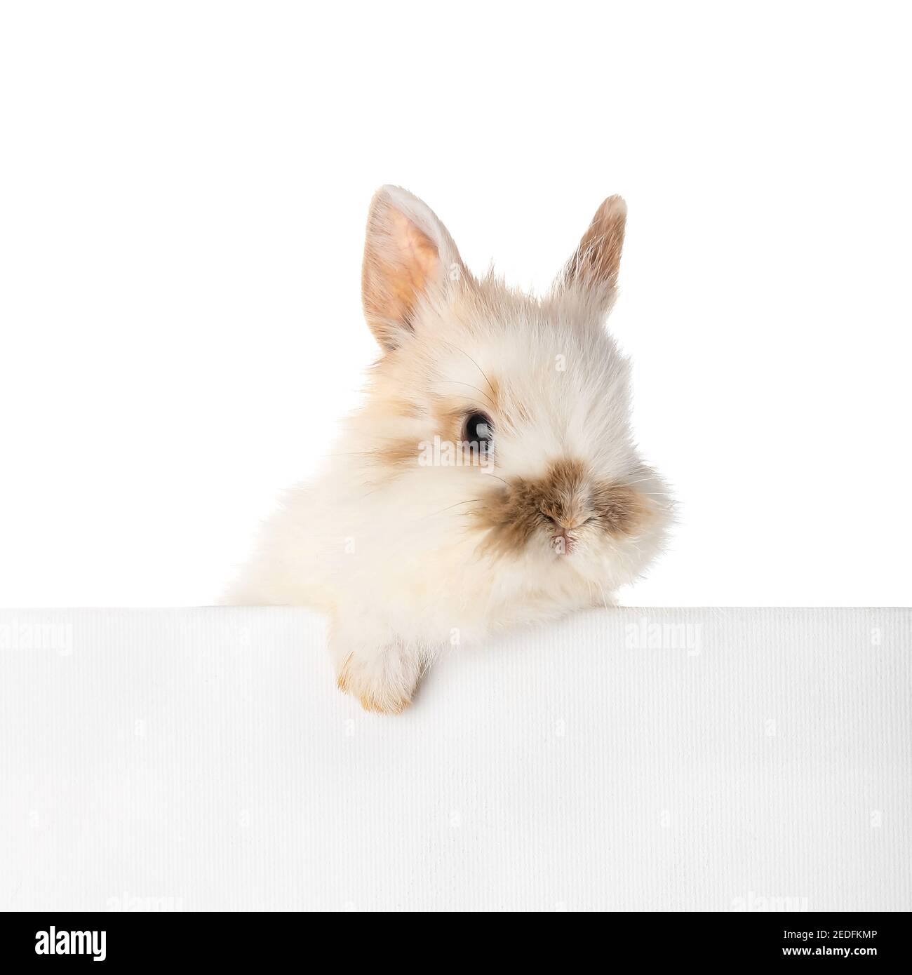 Cute fluffy rabbit with blank poster on white background Stock Photo ...