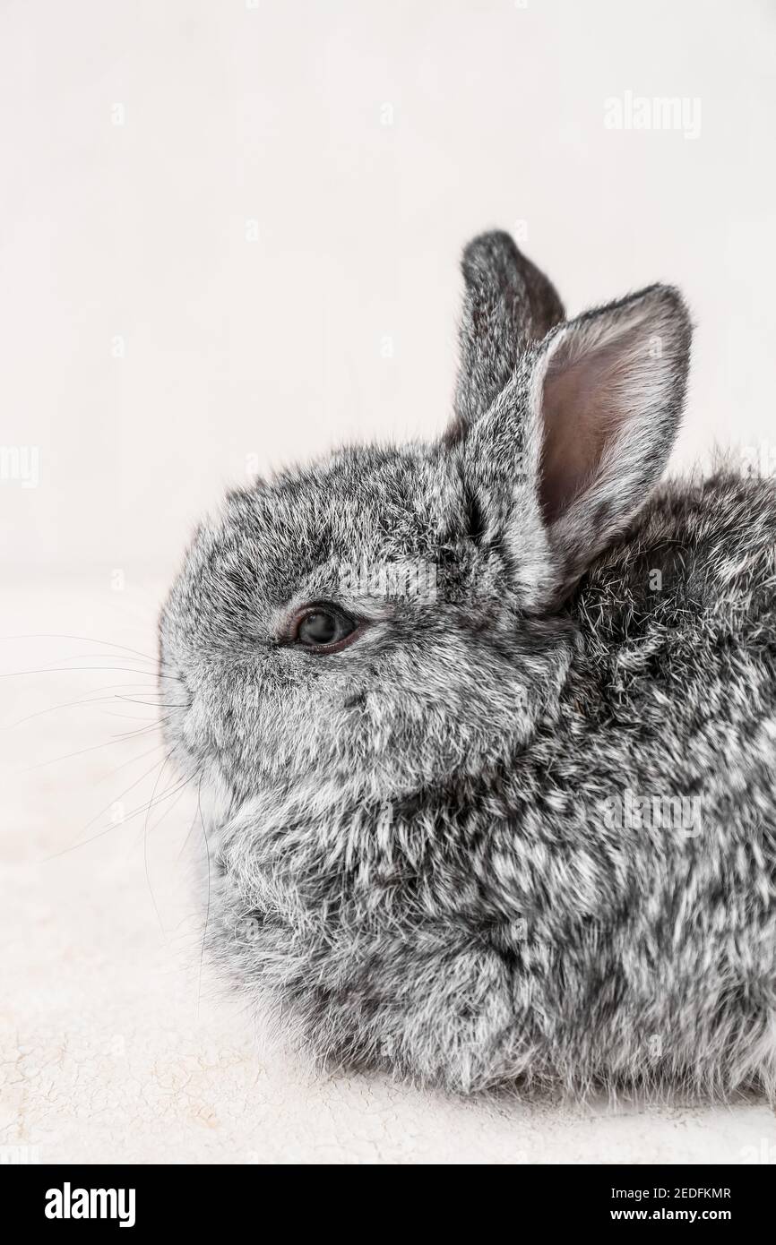 Cute fluffy rabbit on light background Stock Photo - Alamy