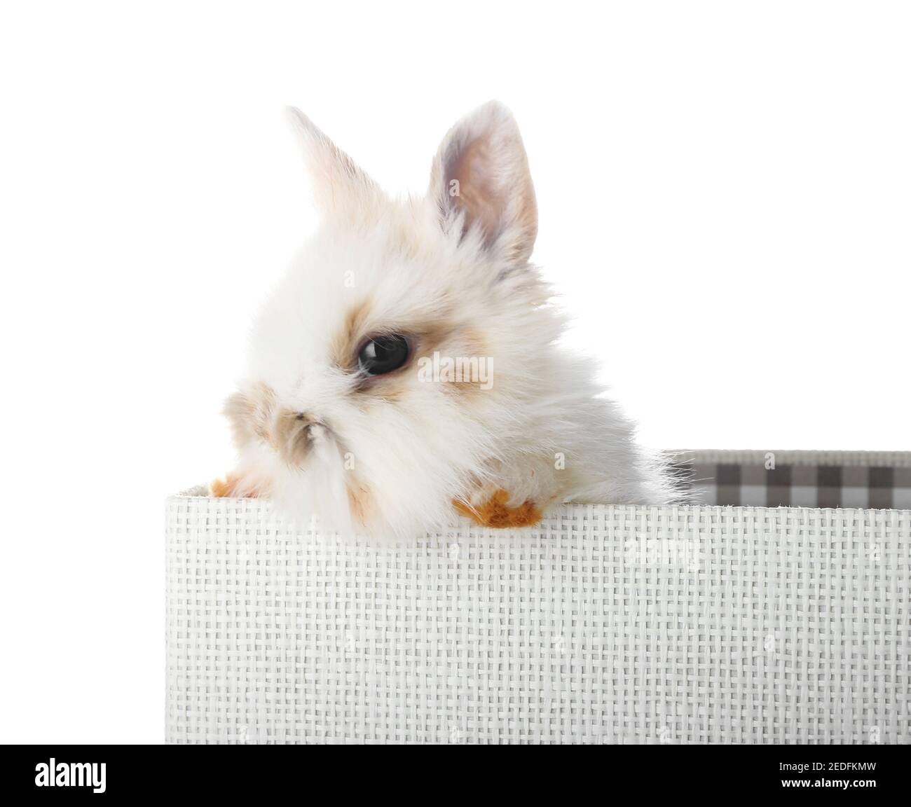 Cute fluffy rabbit in box on white background Stock Photo - Alamy