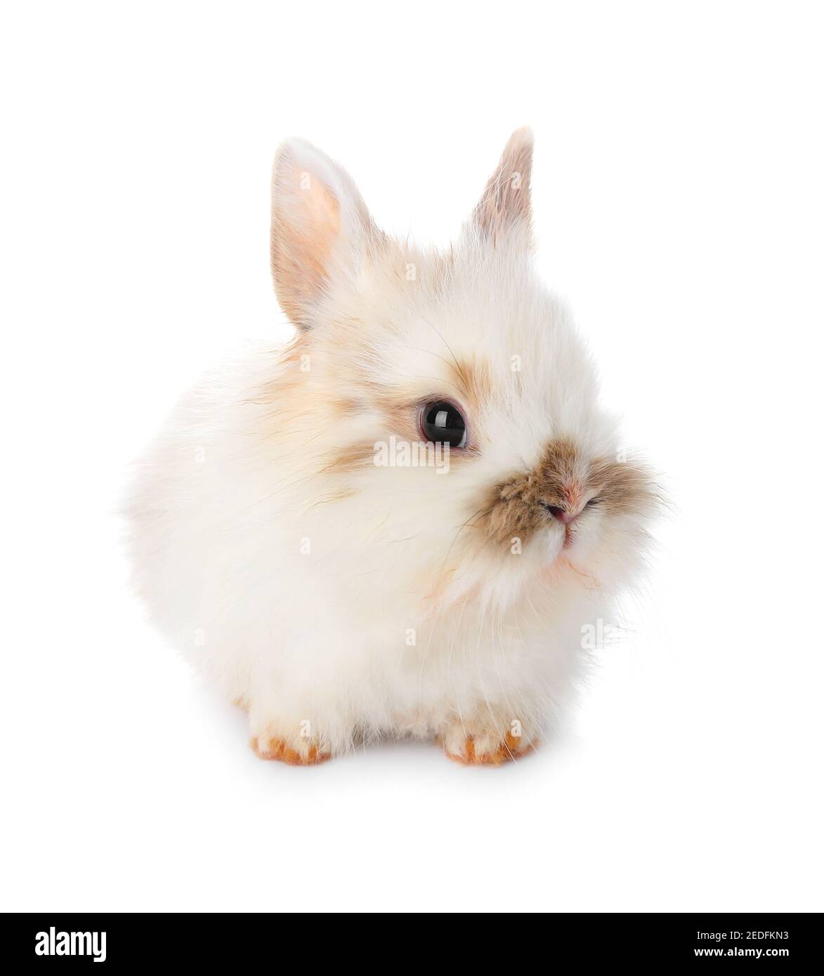 Cute fluffy rabbit on white background Stock Photo - Alamy