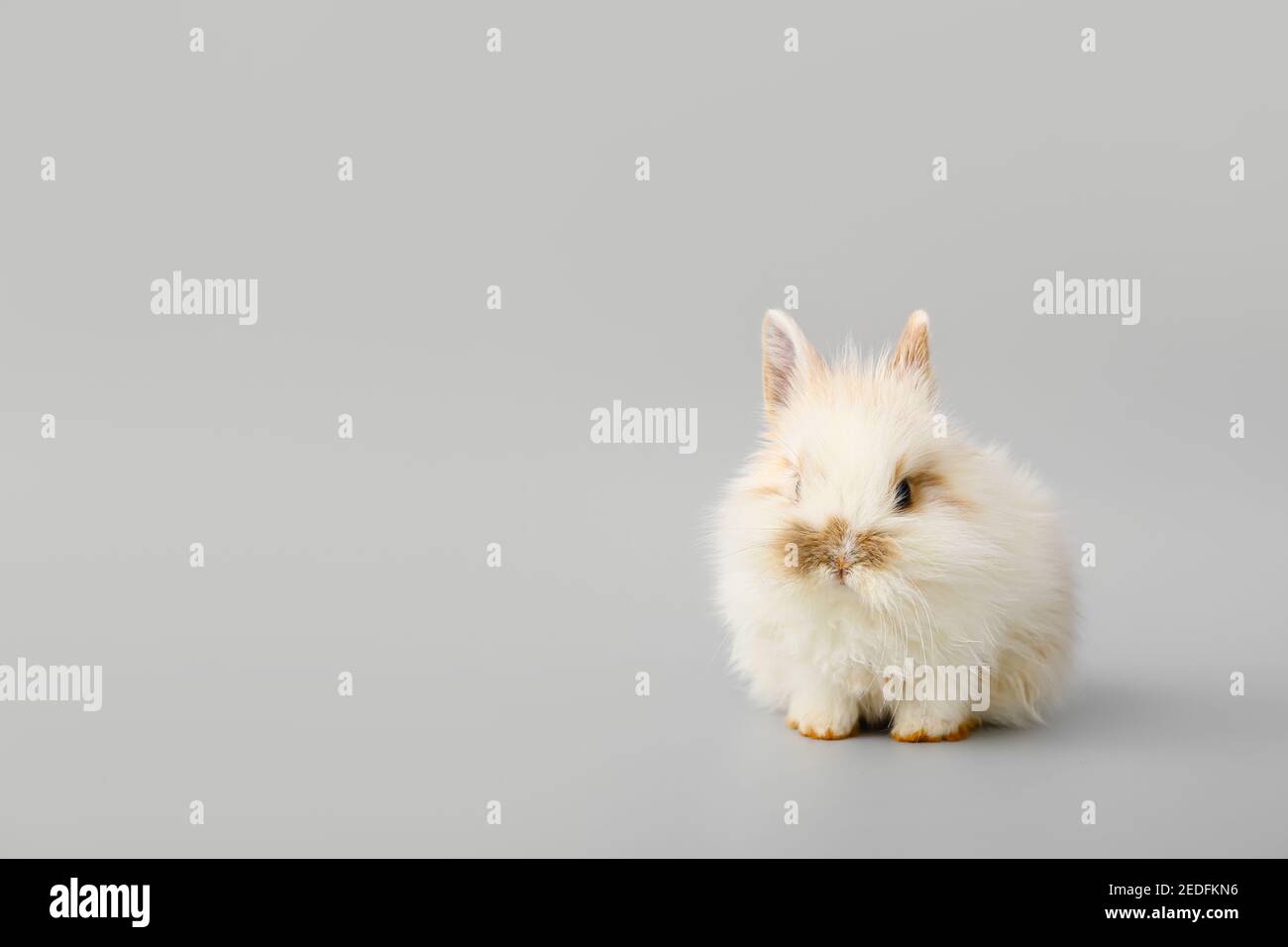 Cute fluffy rabbit on grey background Stock Photo - Alamy