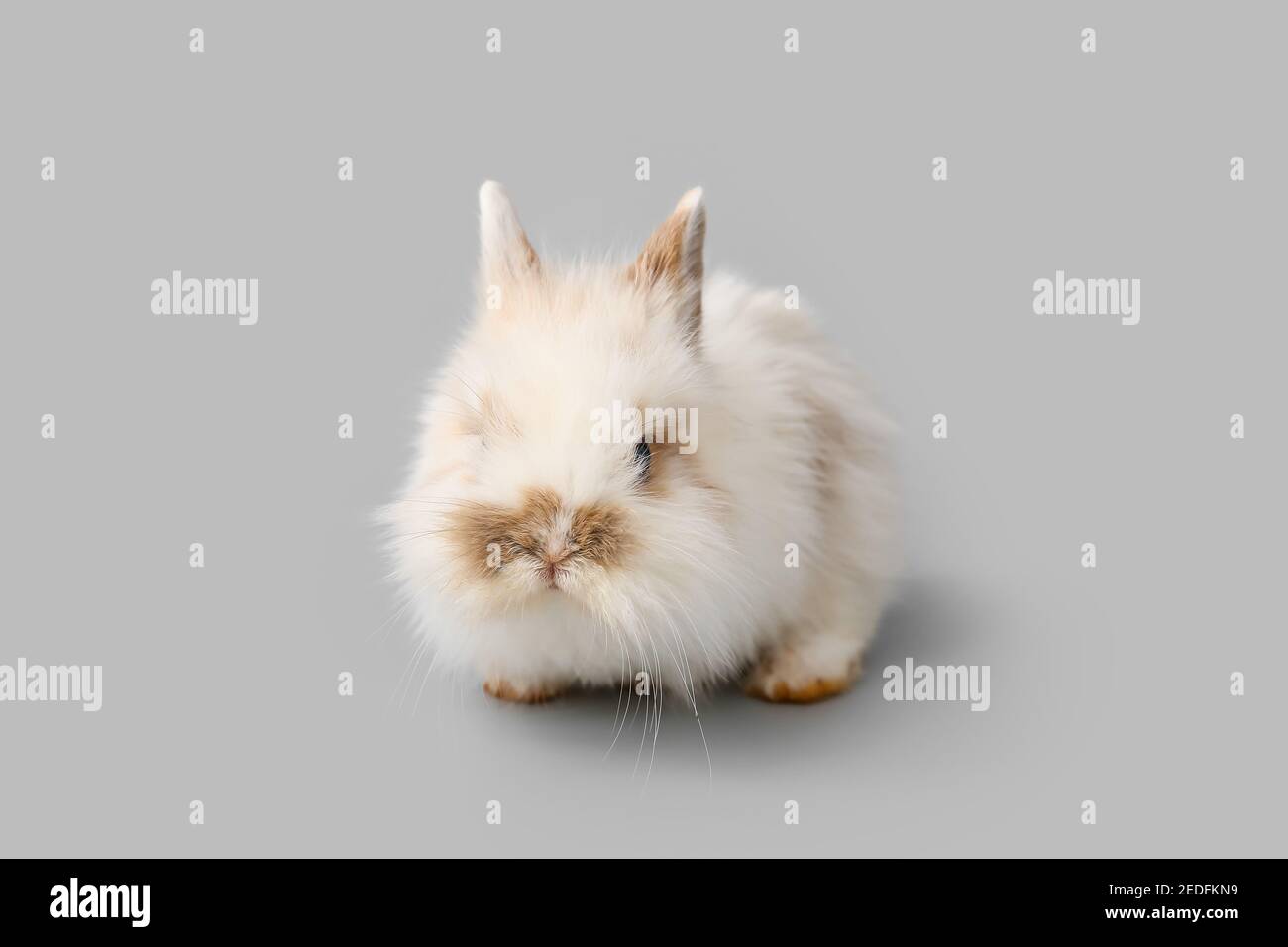 Cute fluffy rabbit on grey background Stock Photo - Alamy