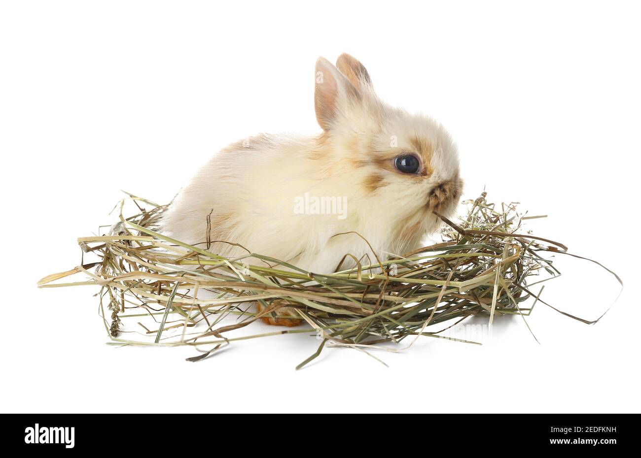 Cute fluffy rabbit on white background Stock Photo - Alamy