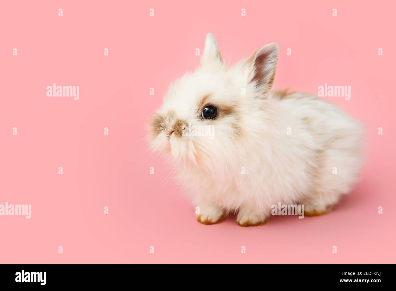 Cute fluffy rabbit on color background Stock Photo - Alamy