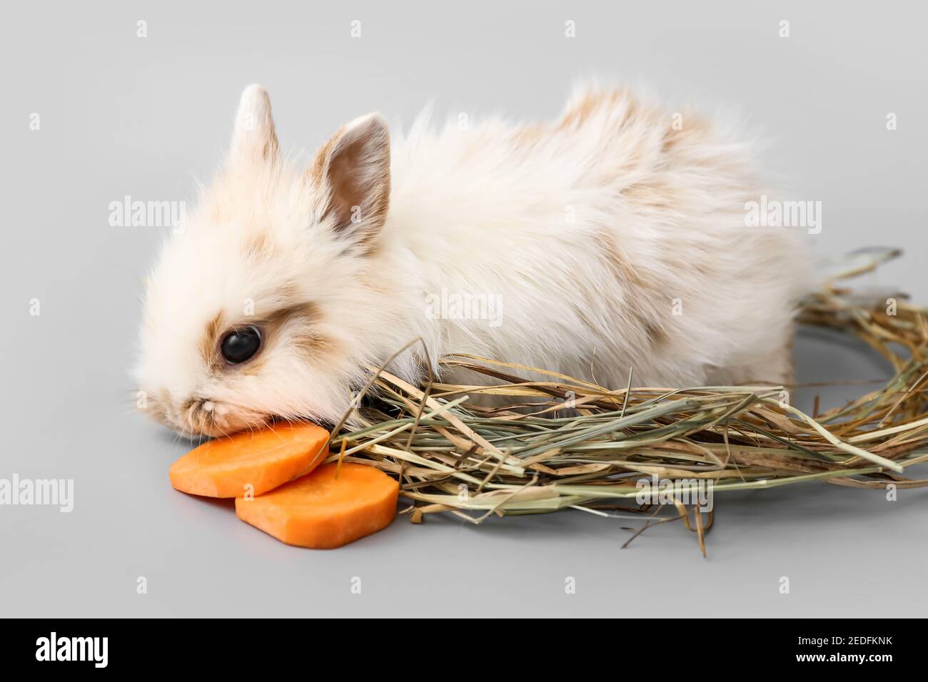 Cute fluffy rabbit with carrot and hay on grey background Stock Photo ...