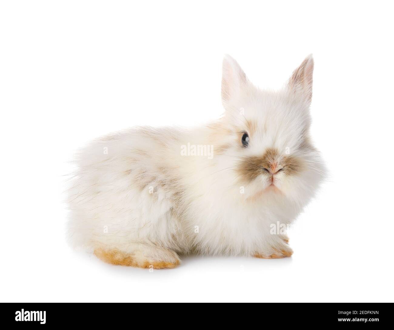 Cute fluffy rabbit on white background Stock Photo - Alamy