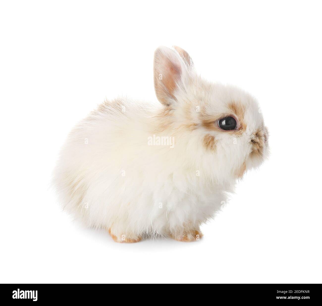 Cute fluffy rabbit on white background Stock Photo - Alamy