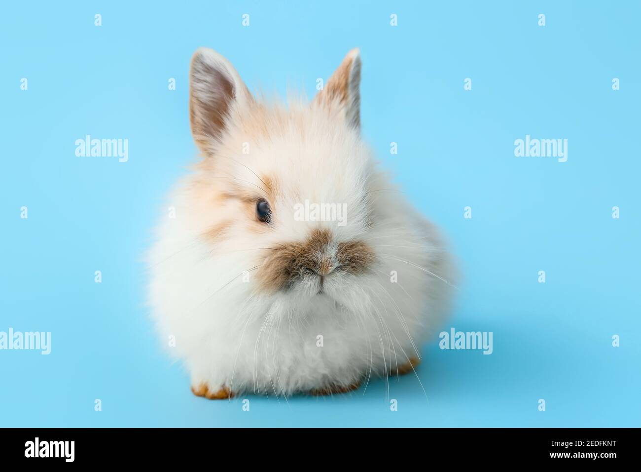 Cute fluffy rabbit on color background Stock Photo - Alamy