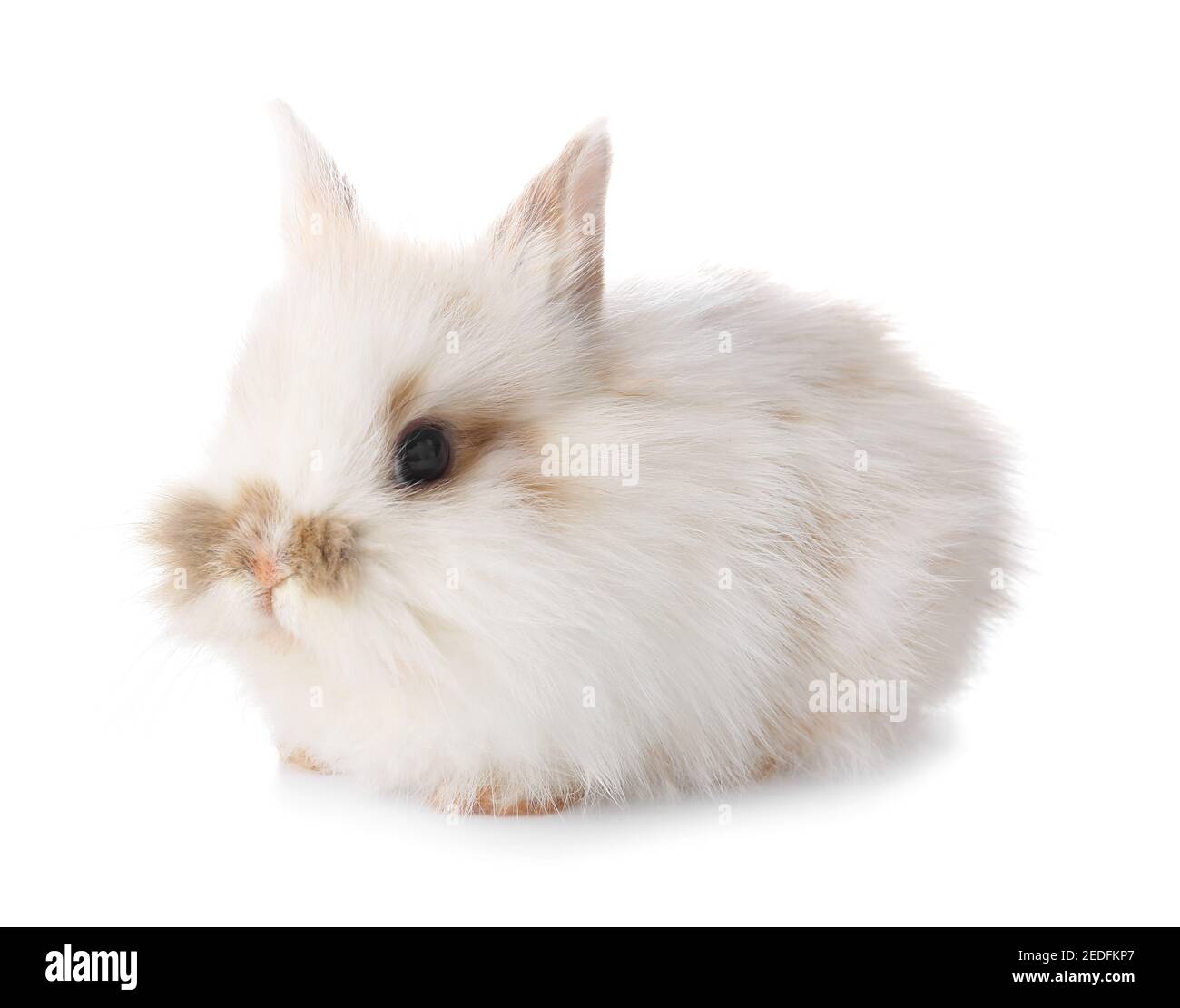 Cute fluffy rabbit on white background Stock Photo - Alamy