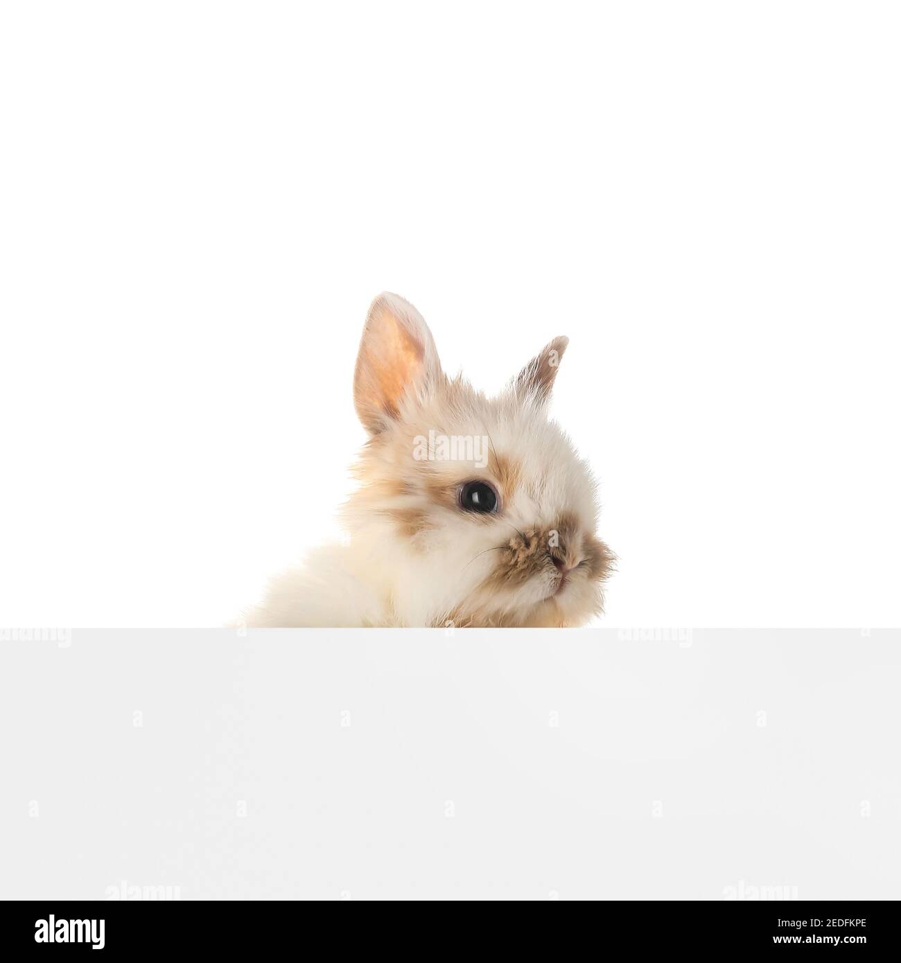 Cute fluffy rabbit with blank poster on white background Stock Photo ...