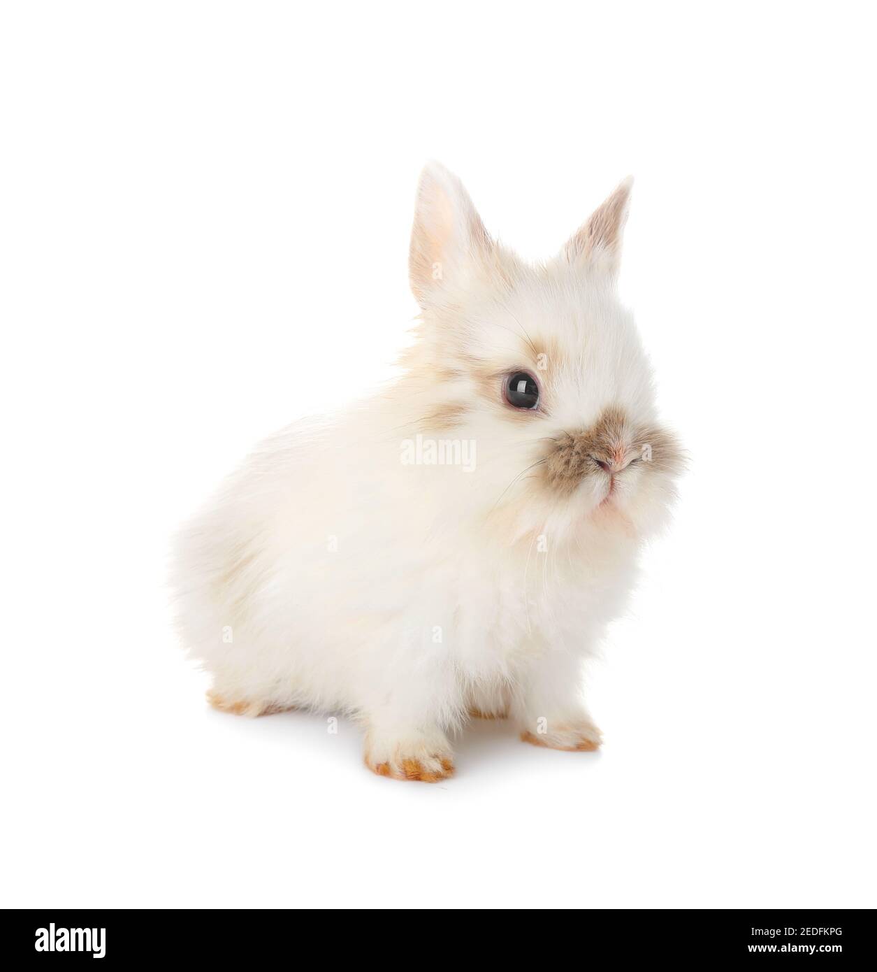 Cute fluffy rabbit on white background Stock Photo - Alamy