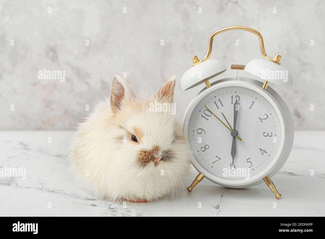 Cute fluffy rabbit and alarm clock on light table Stock Photo - Alamy