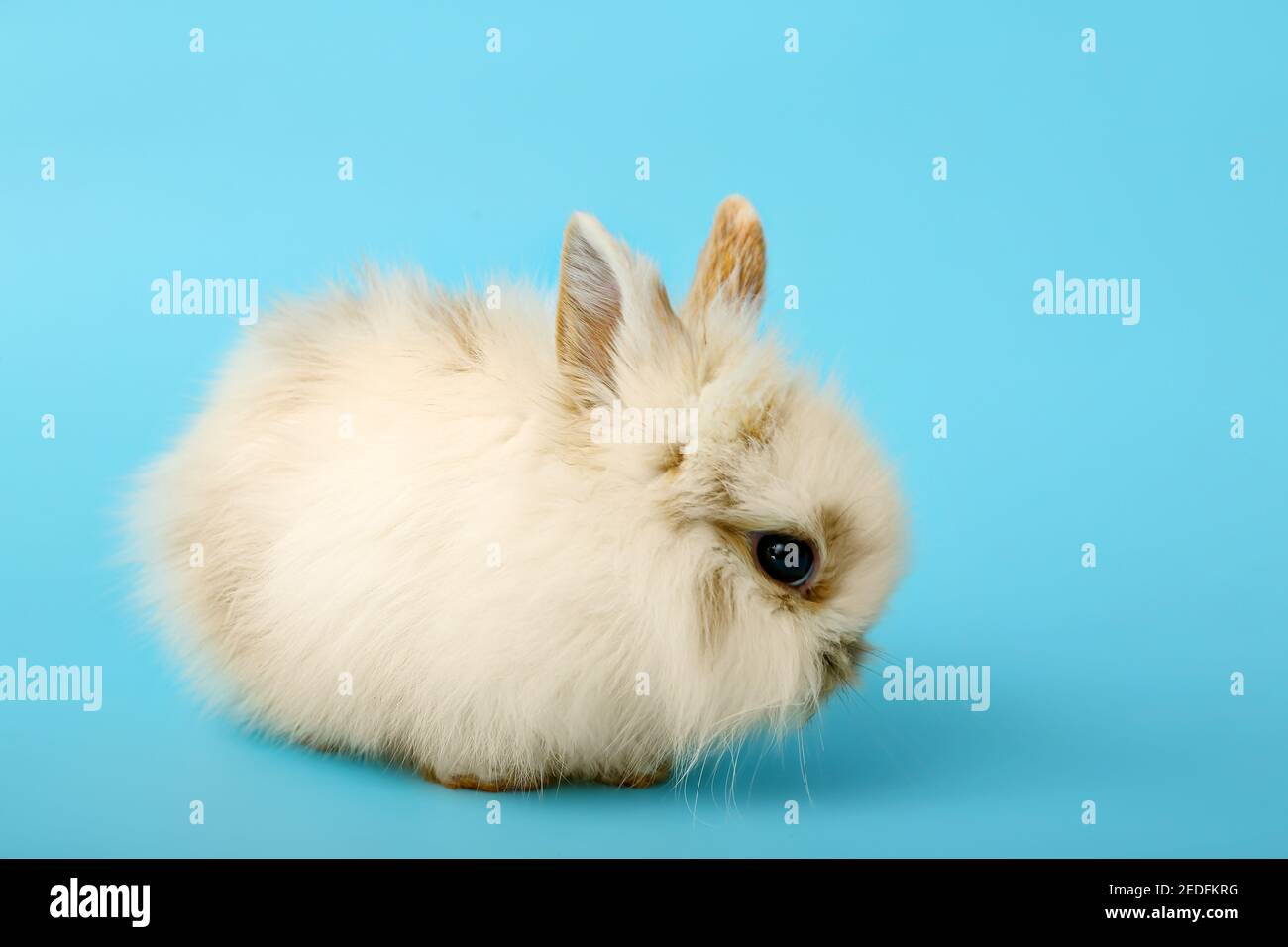 Cute fluffy rabbit on color background Stock Photo - Alamy