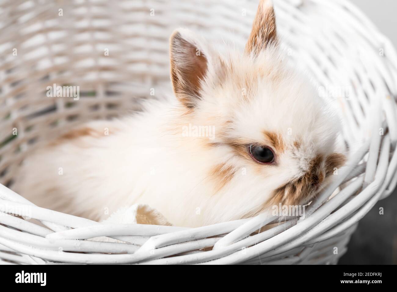 Cute fluffy rabbit in wicker basket Stock Photo - Alamy