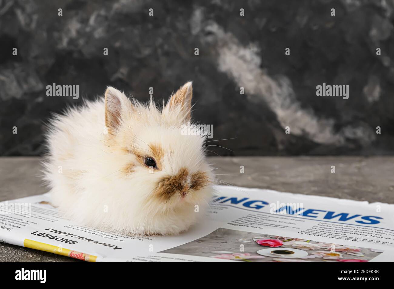 Cute fluffy rabbit newspaper hi-res stock photography and images - Alamy