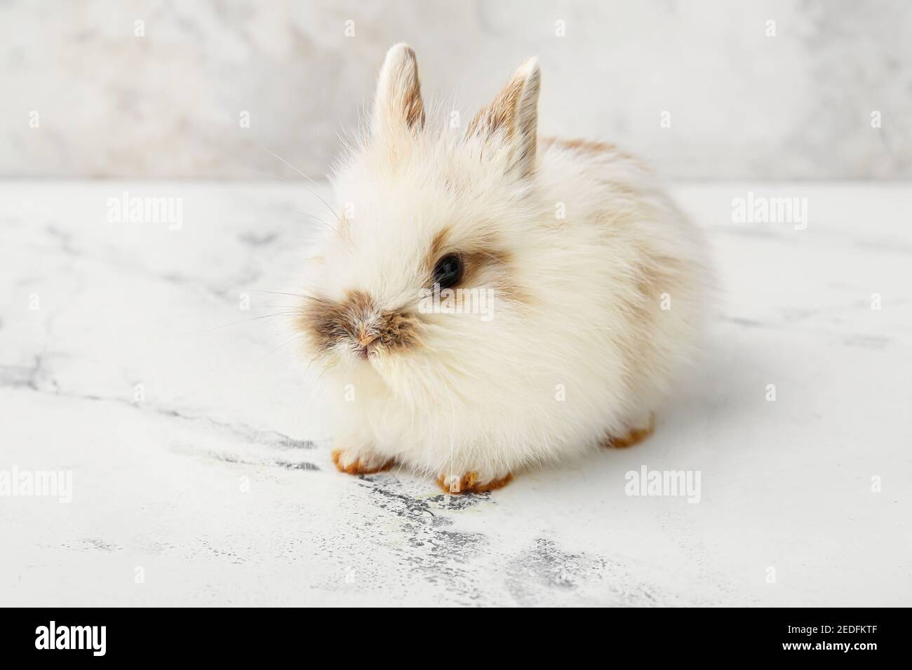 Cute fluffy rabbit on light table Stock Photo - Alamy