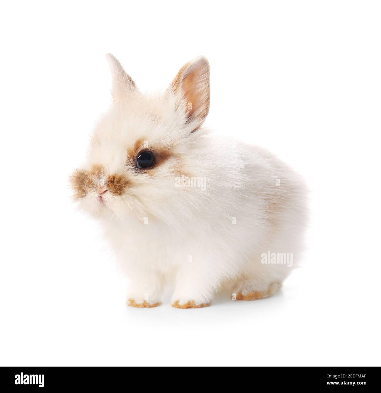 Cute funny rabbit on white background Stock Photo - Alamy