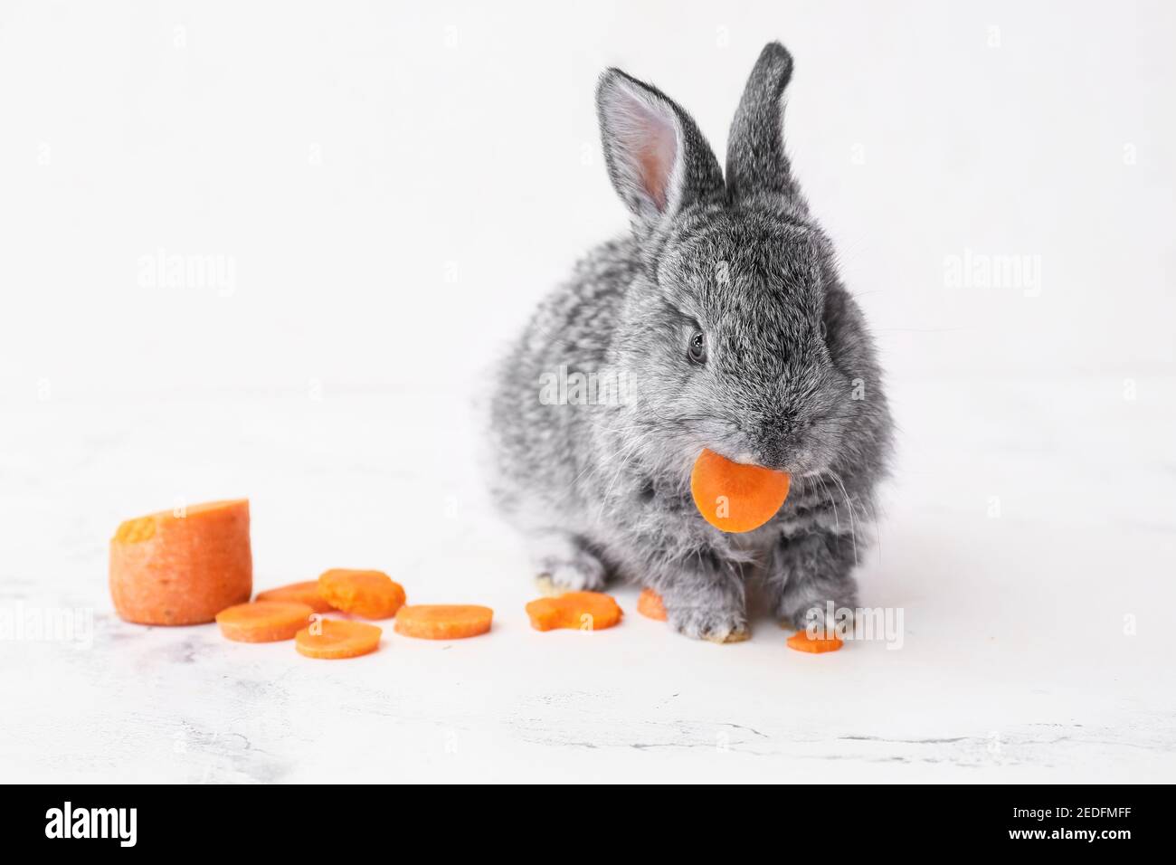 Cute funny rabbit eating carrot on light background Stock Photo - Alamy