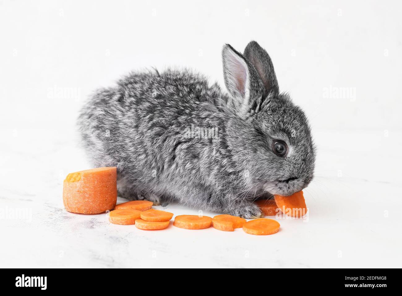 Cute funny rabbit eating carrot on light background Stock Photo - Alamy
