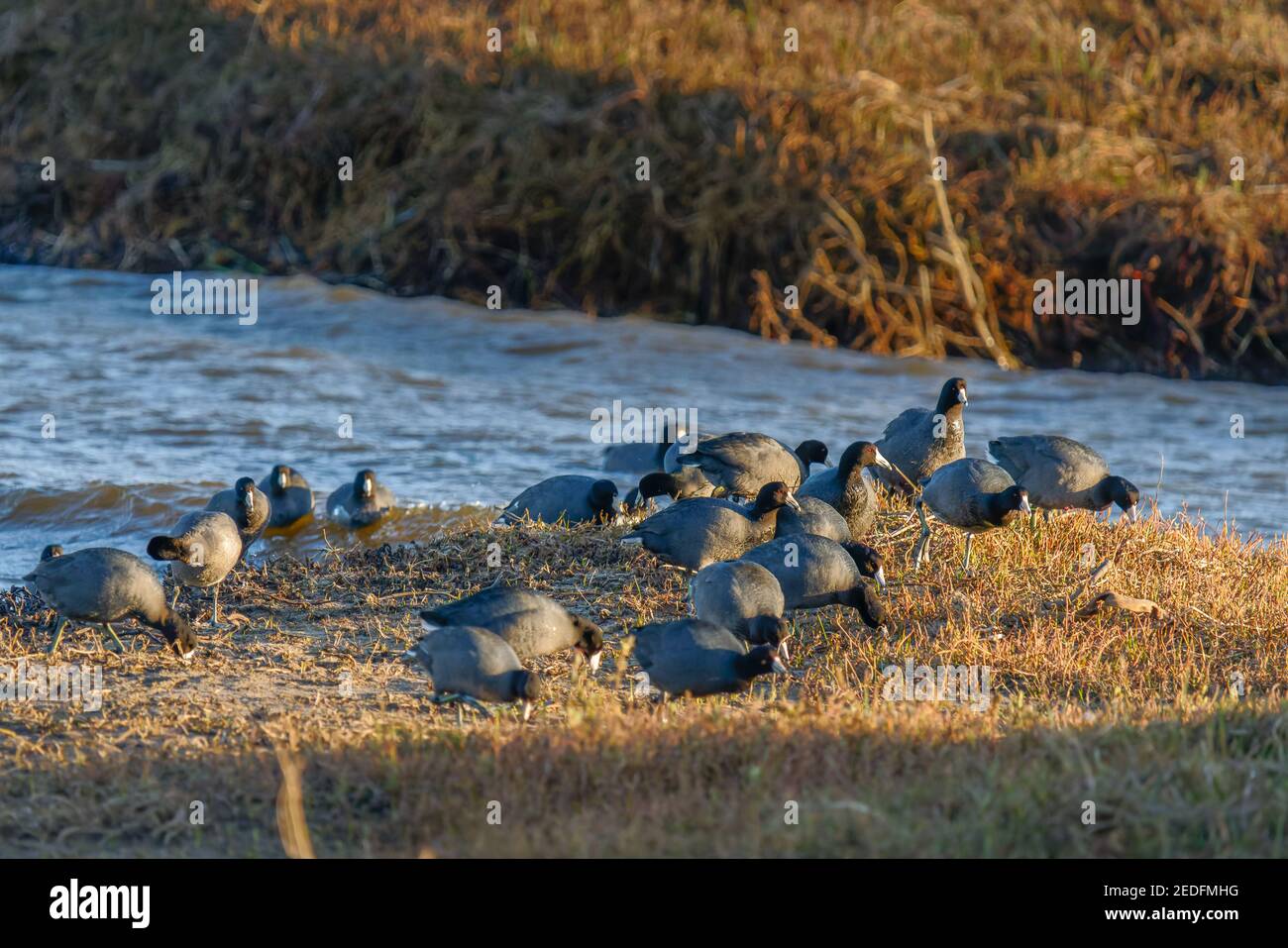 Flock of marsh bird, the American coot, also known as a mud hen or ...