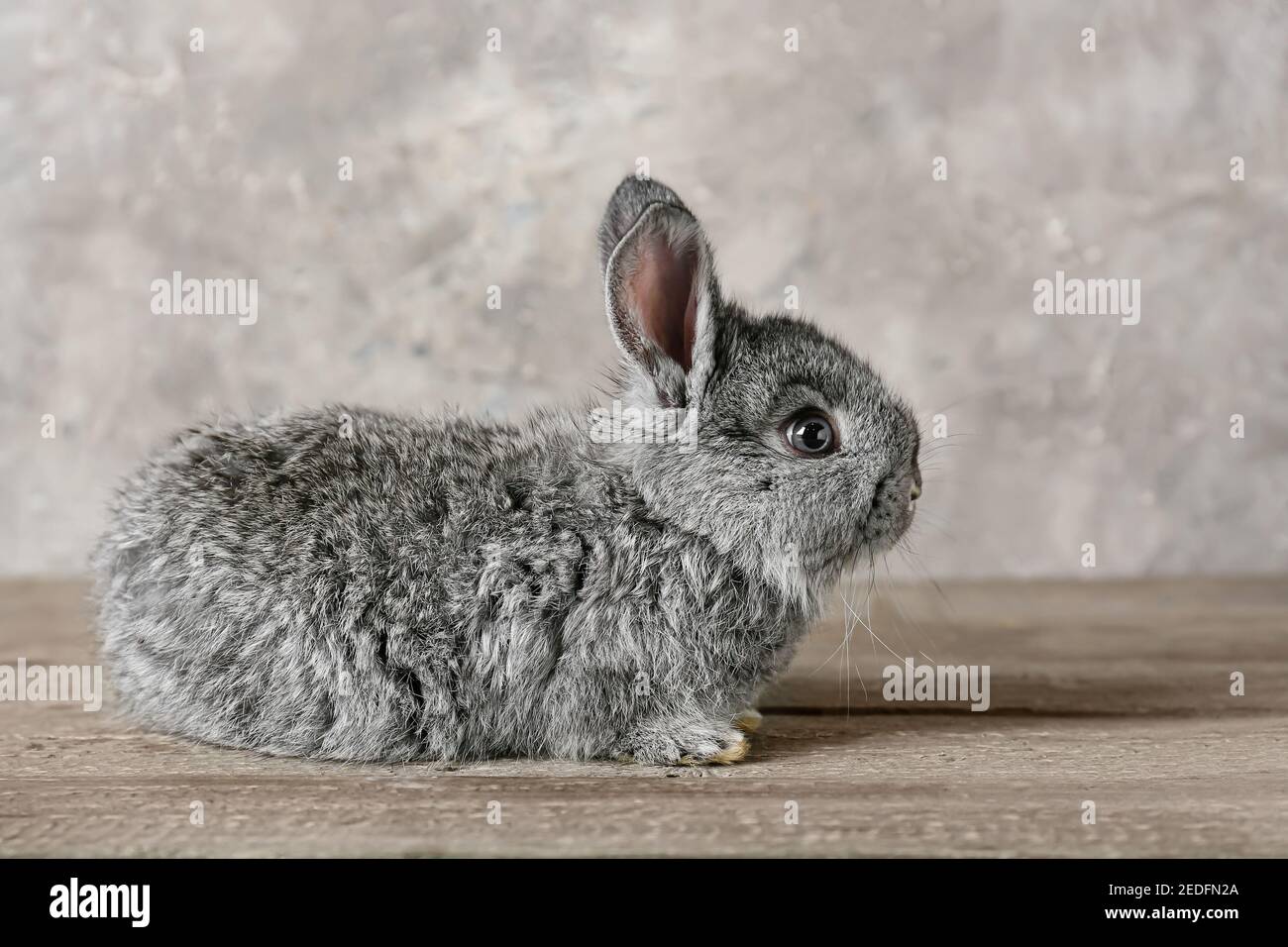 Cute funny rabbit on table against grey background Stock Photo - Alamy