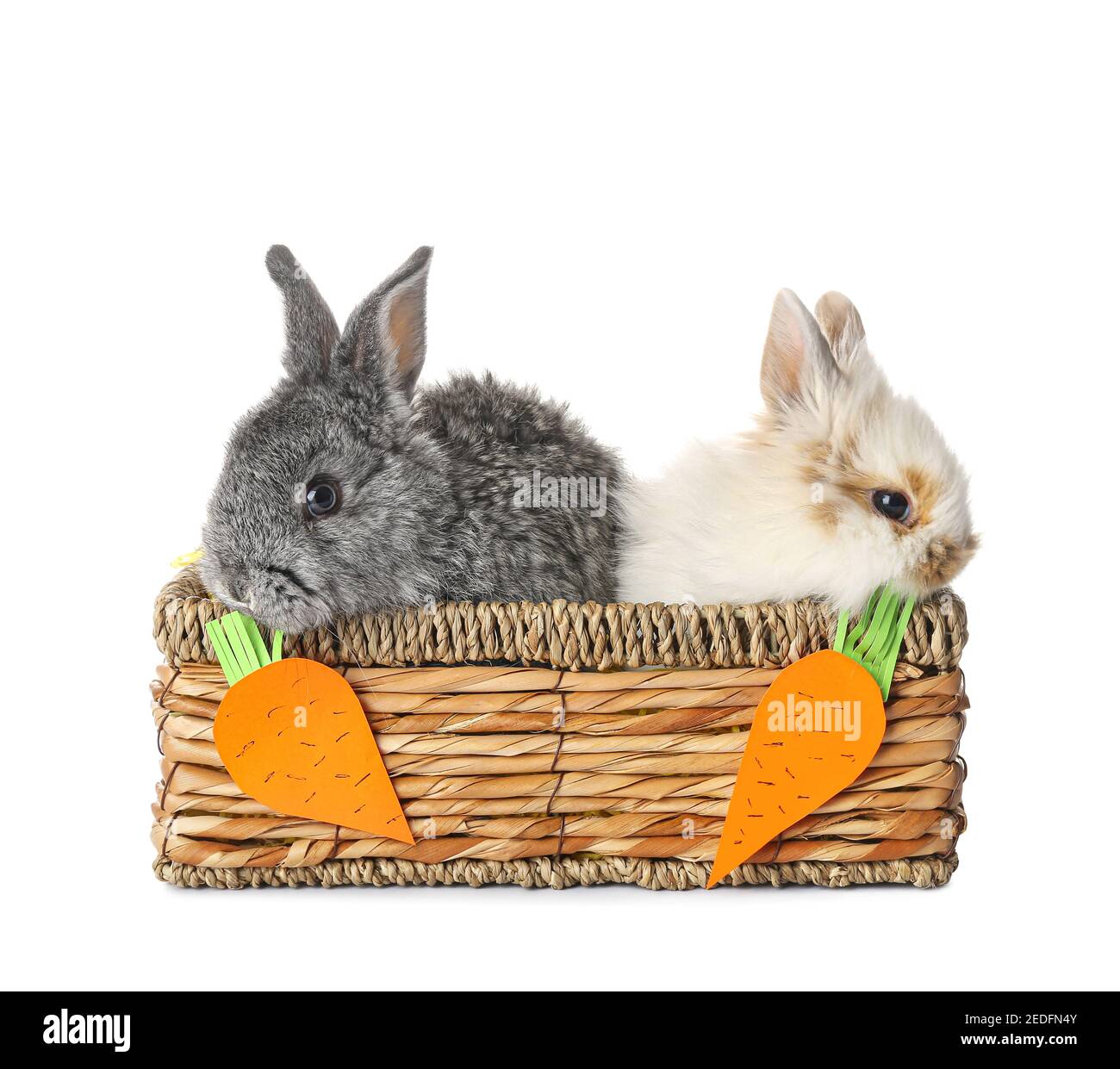 Cute funny rabbits in wicker box on white background Stock Photo - Alamy