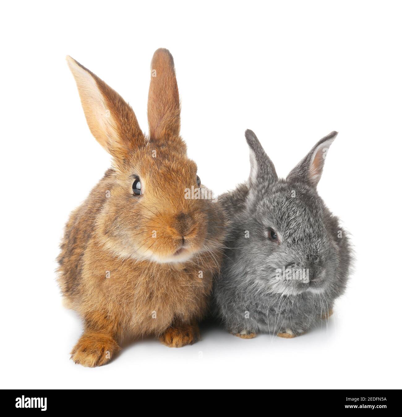 Cute funny rabbits on white background Stock Photo - Alamy