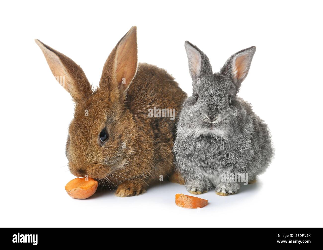 Cute funny rabbits on white background Stock Photo - Alamy
