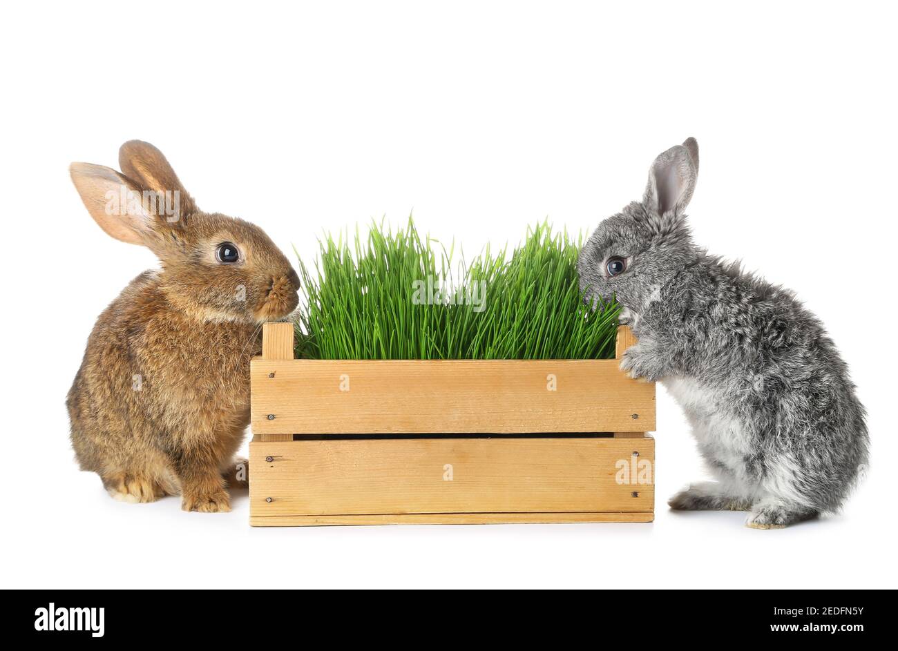 Cute funny rabbits and box with grass on white background Stock Photo ...