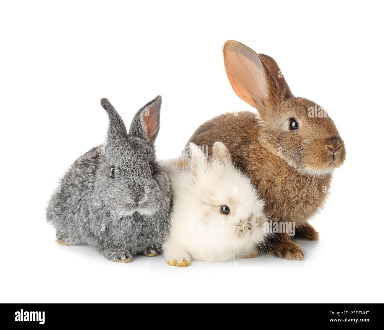 Cute funny rabbits on white background Stock Photo - Alamy