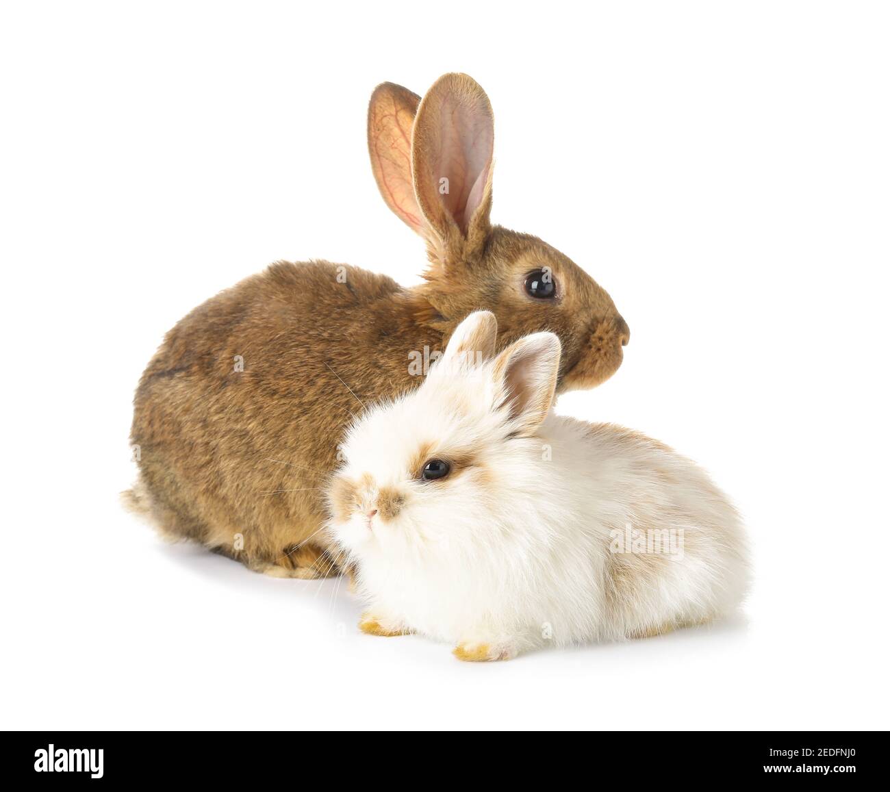 Cute funny rabbits on white background Stock Photo - Alamy
