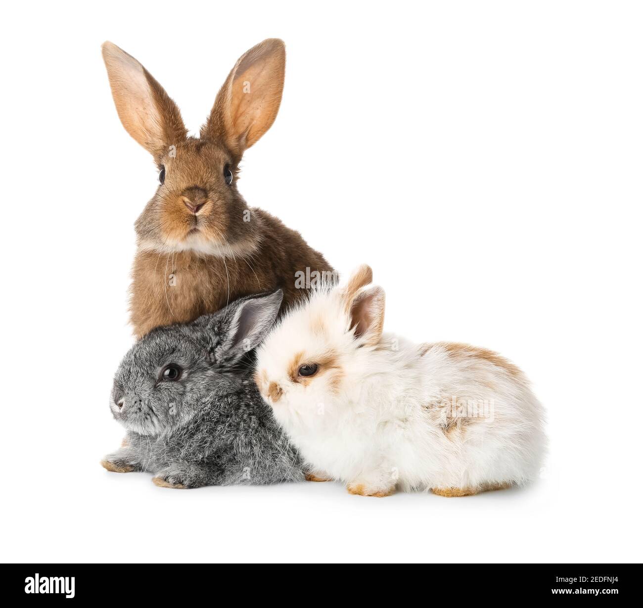 Cute funny rabbits on white background Stock Photo - Alamy