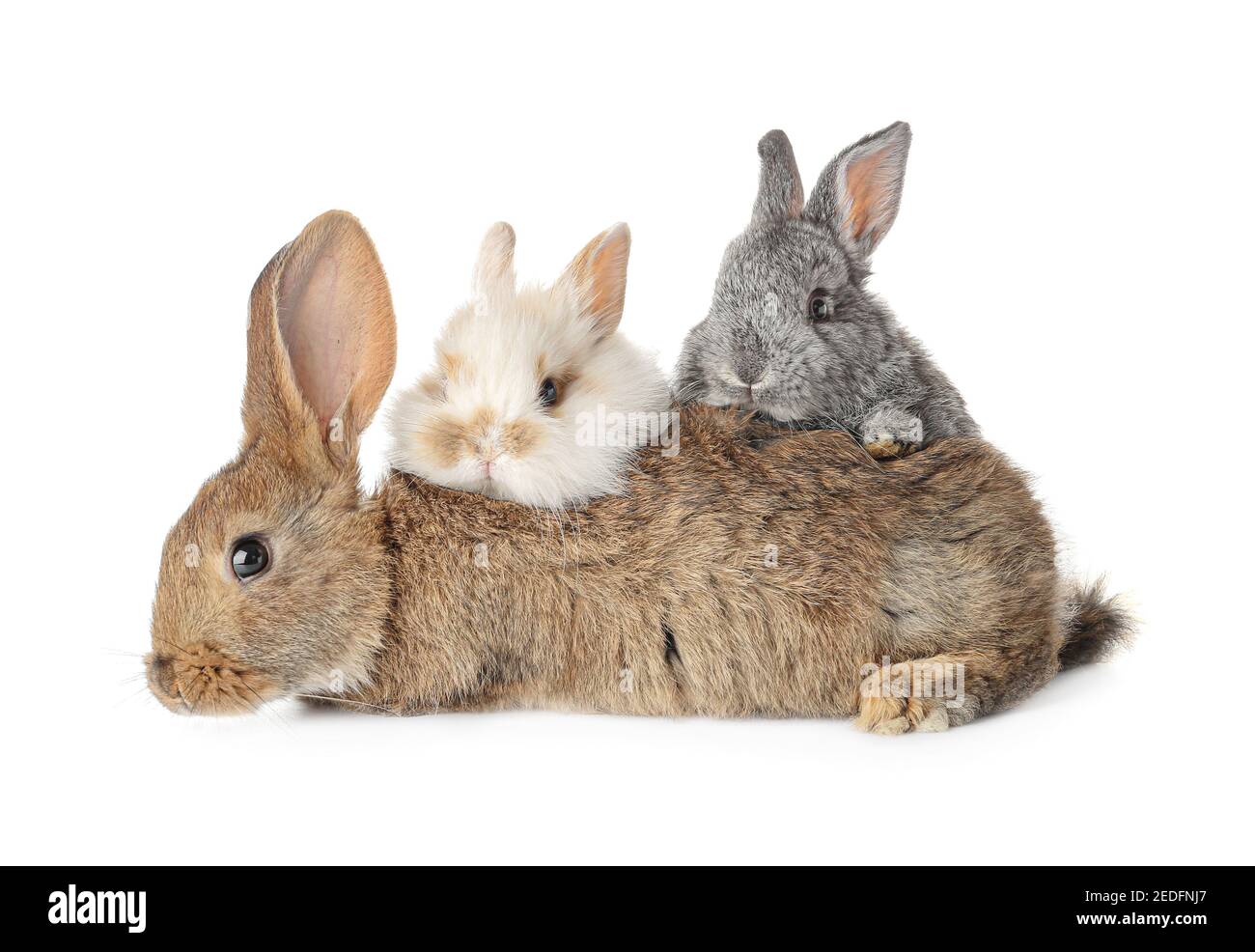 Cute funny rabbits on white background Stock Photo - Alamy