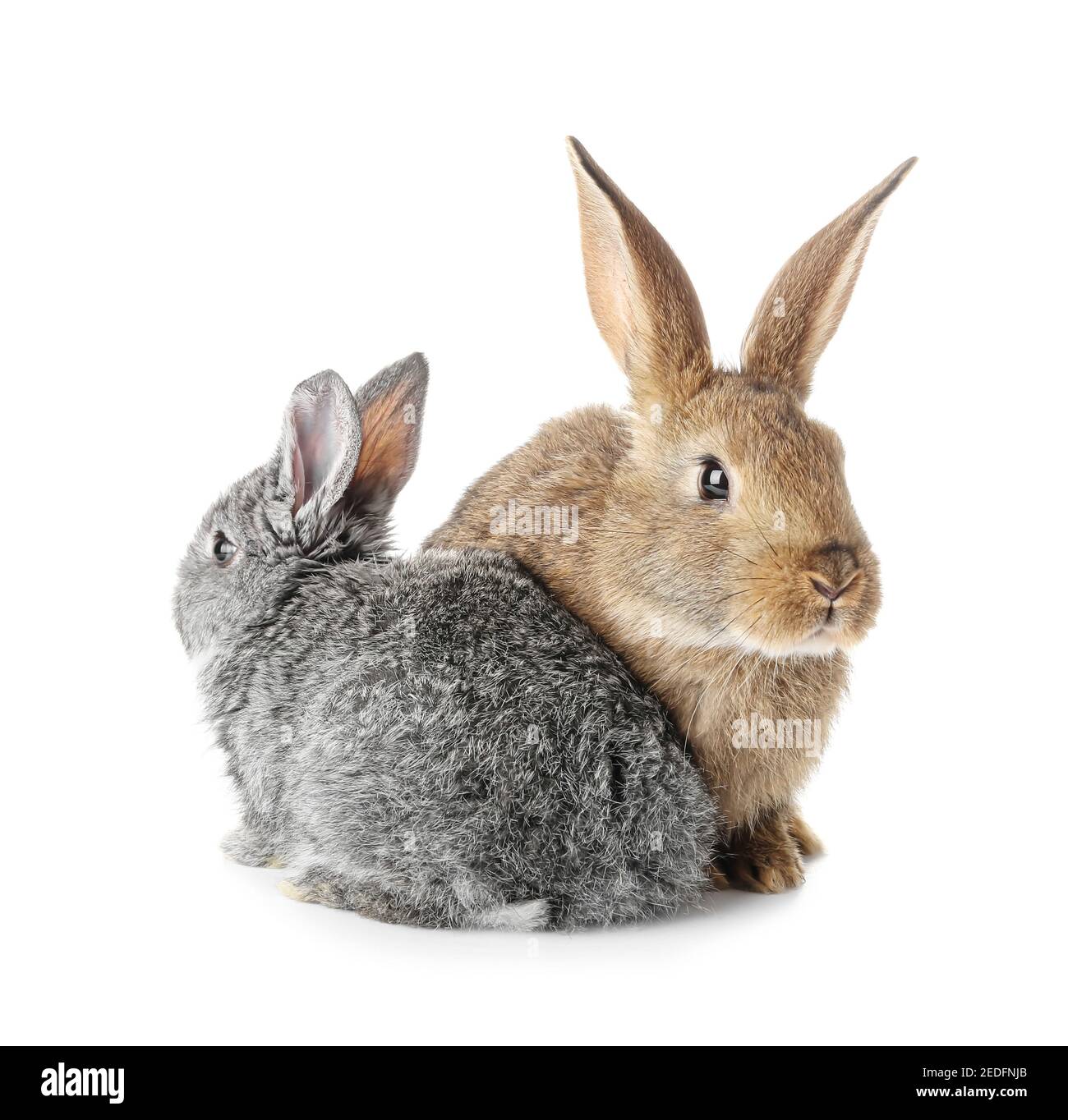 Cute funny rabbits on white background Stock Photo - Alamy