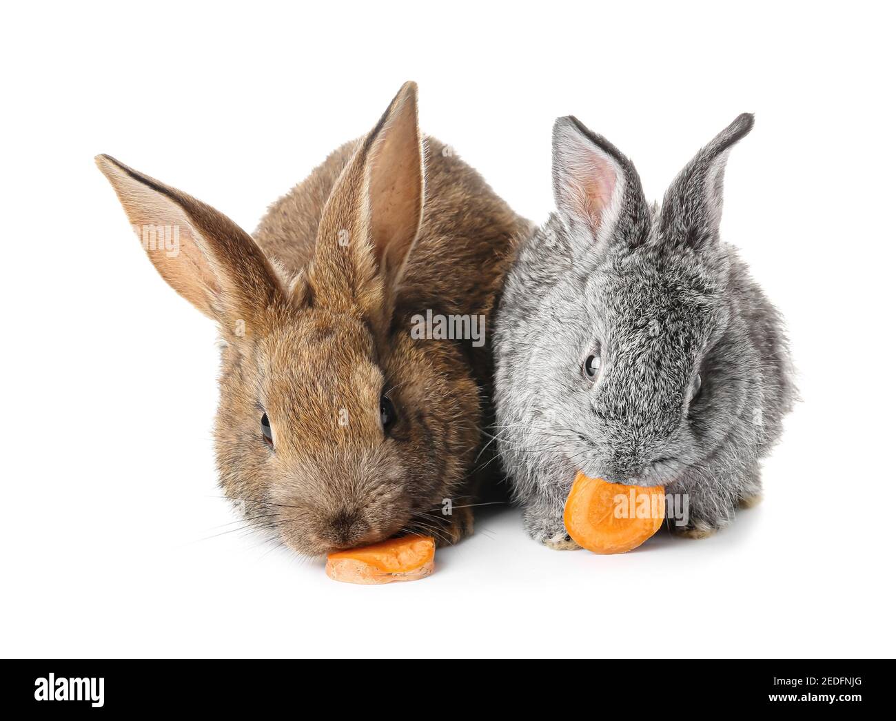 Cute funny rabbits eating carrot on white background Stock Photo - Alamy