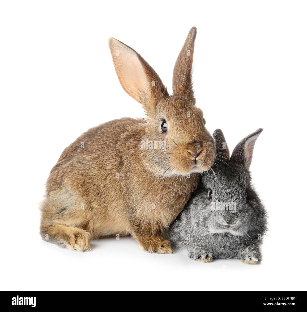 Cute funny rabbits on white background Stock Photo - Alamy