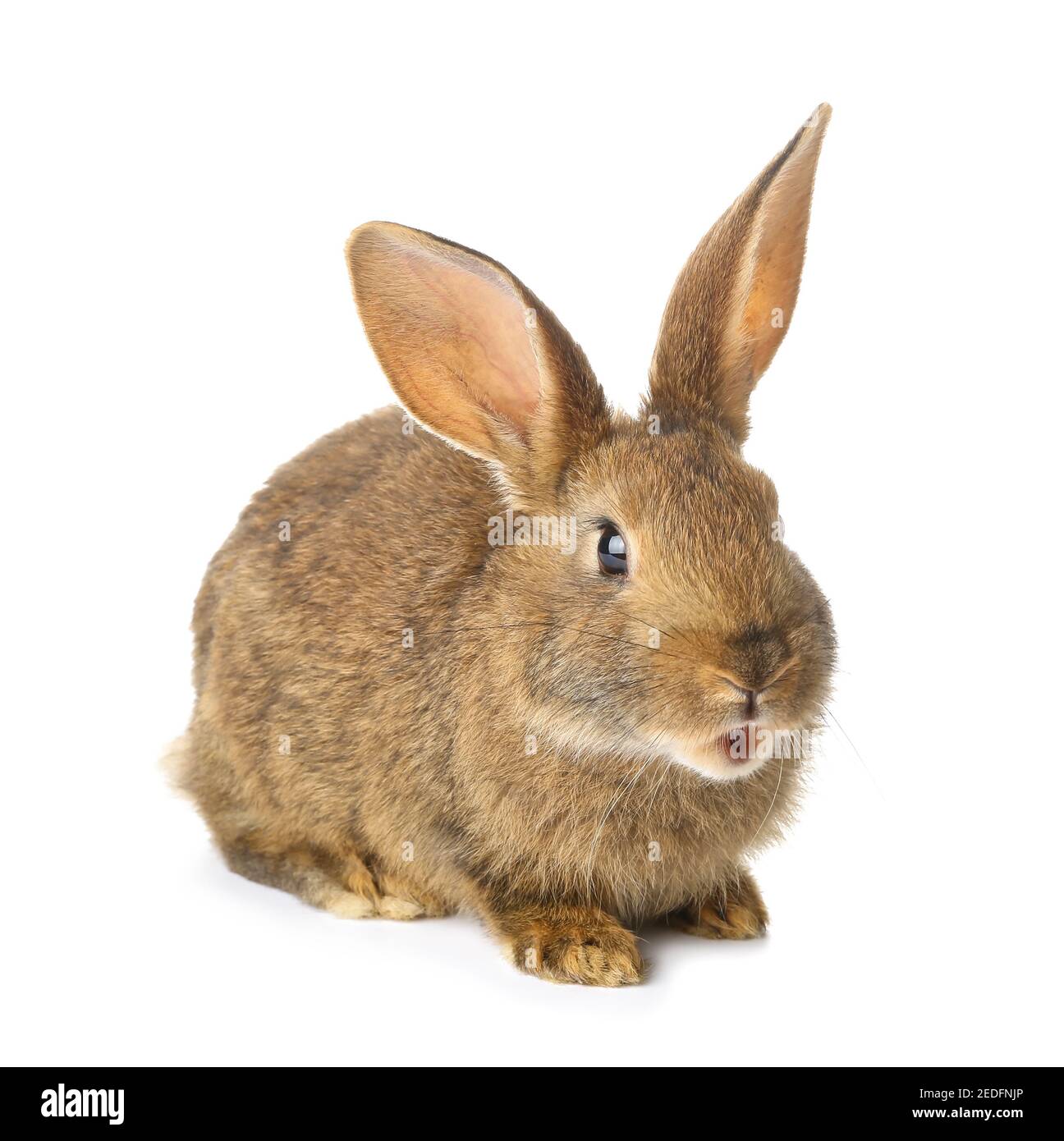 Cute funny rabbits on white background Stock Photo - Alamy